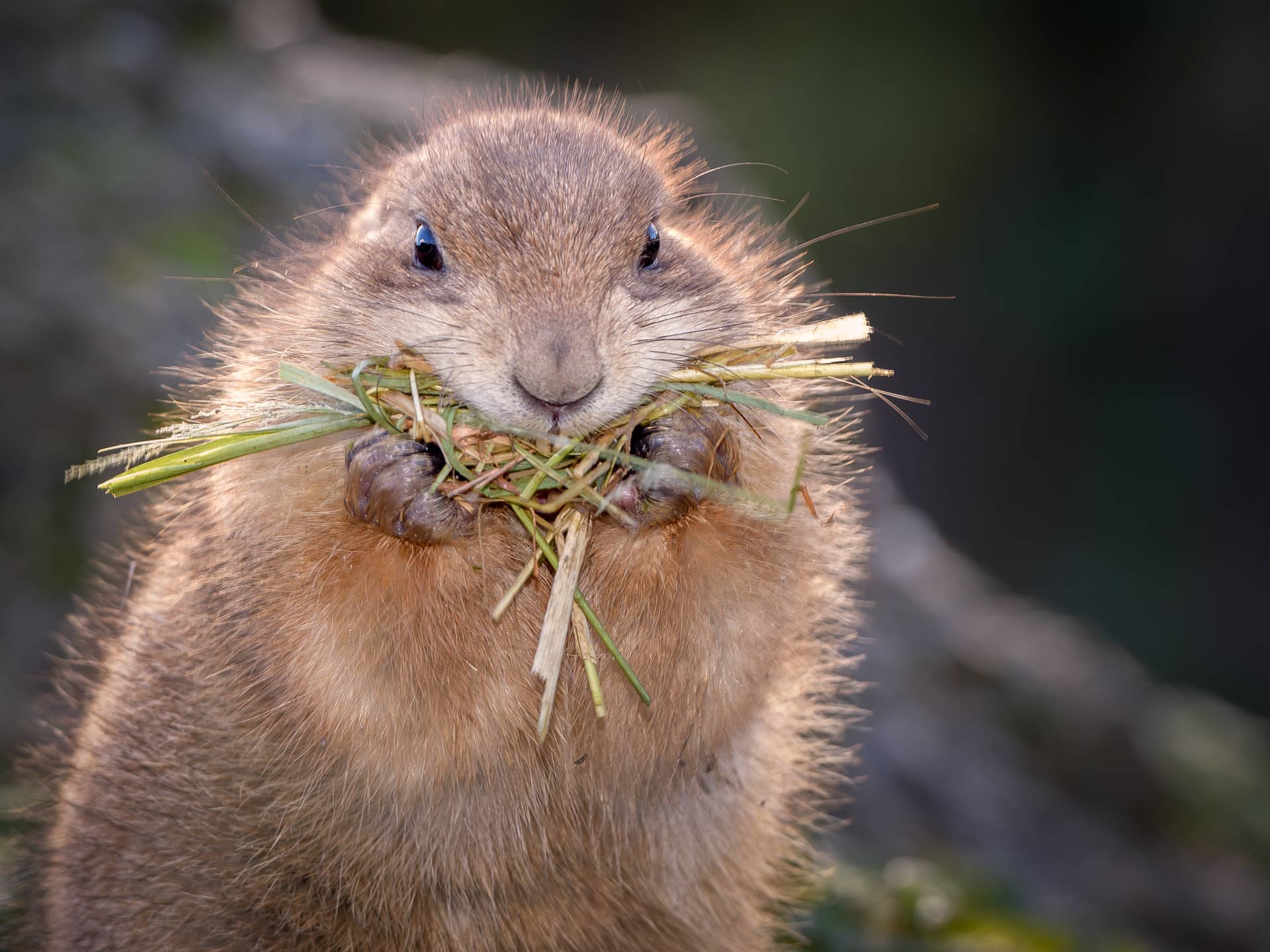 Feisty Prairie Dog's Viral 'Reign of Terror' Has TikTok Laughing ...