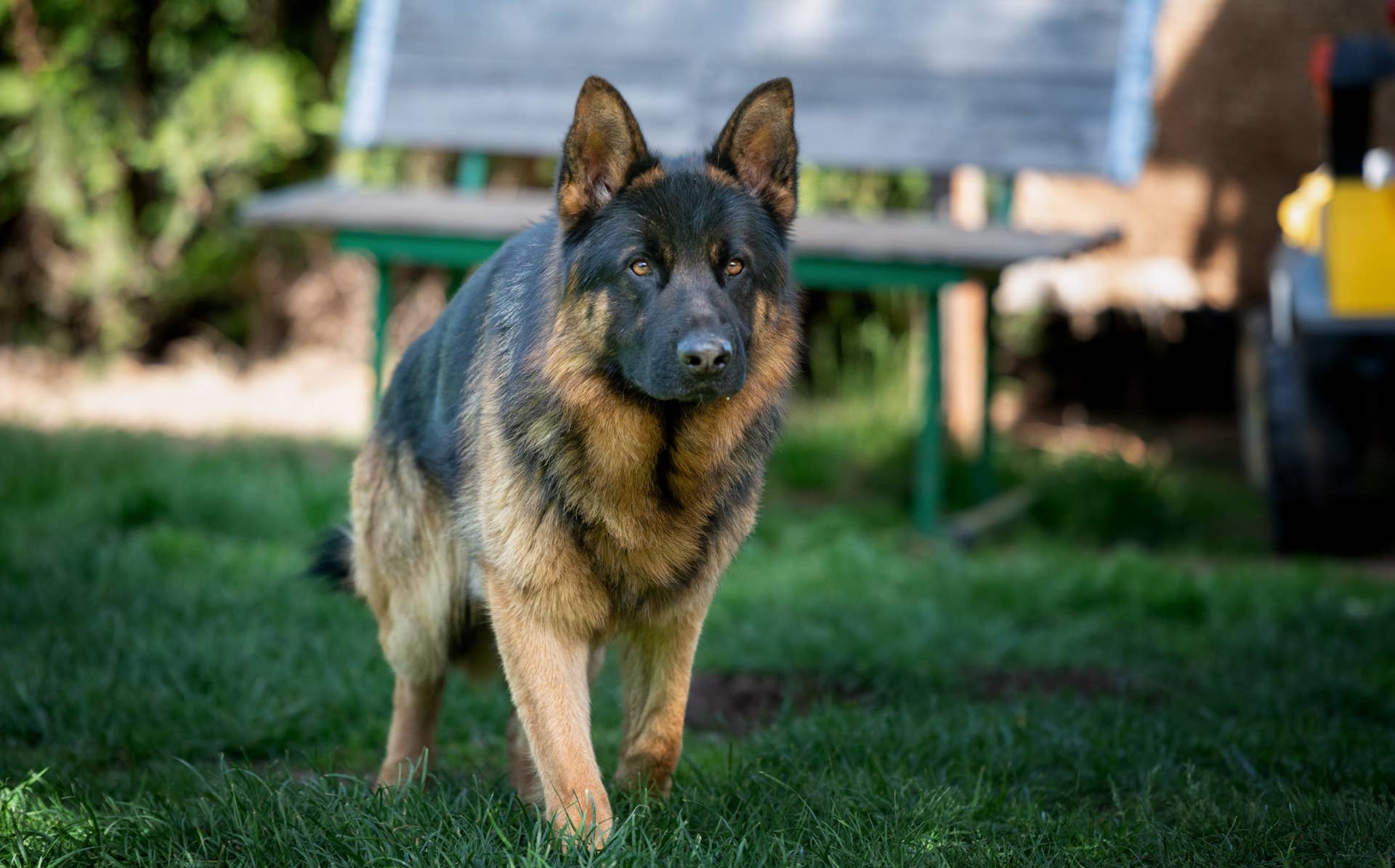 German Shepherd Puppy's Perfectly On-Brand Antics Are Everything ...