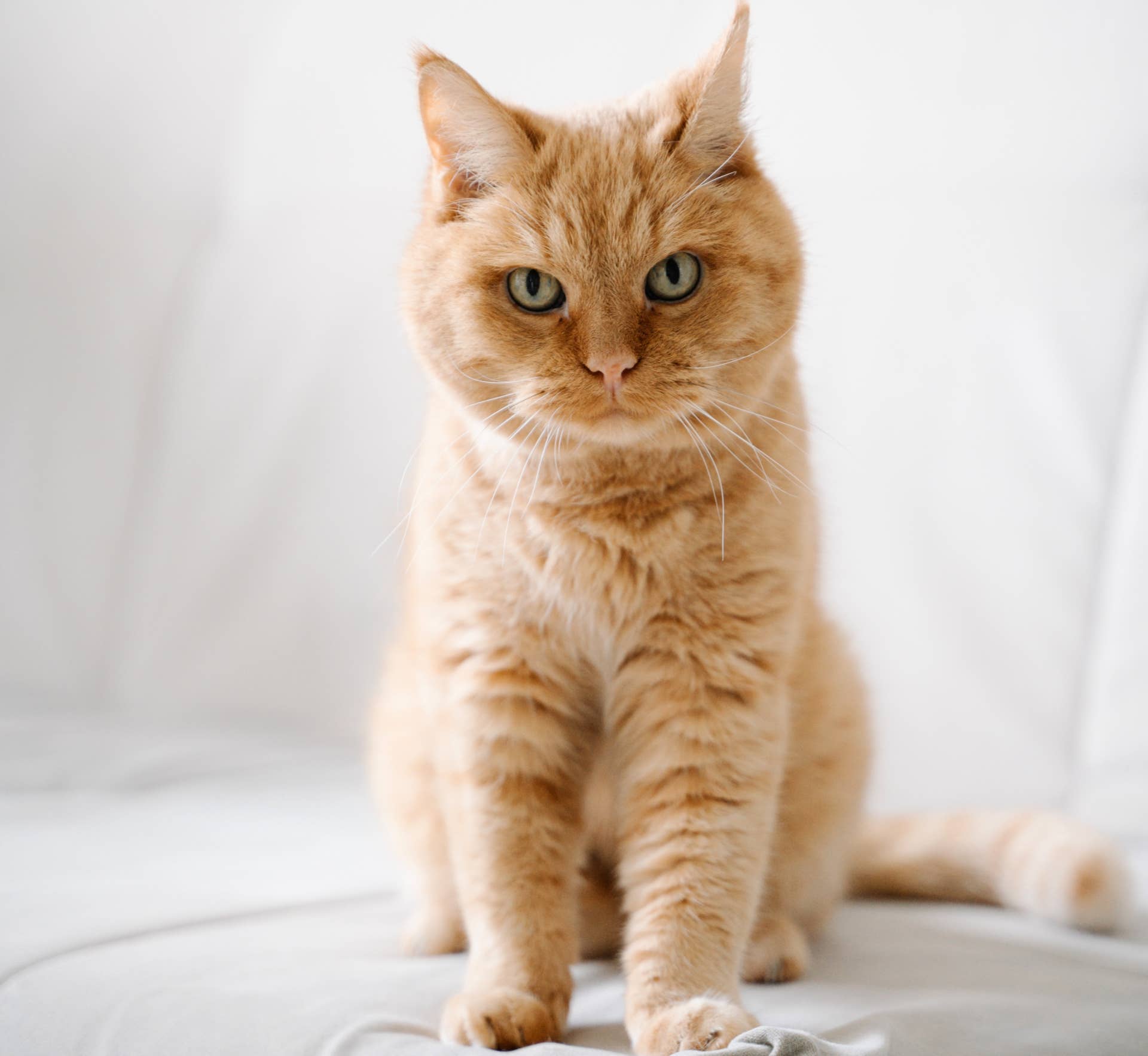 Orange Cat Is Deeply Offended by His Sibling’s Interpretive Dance ...