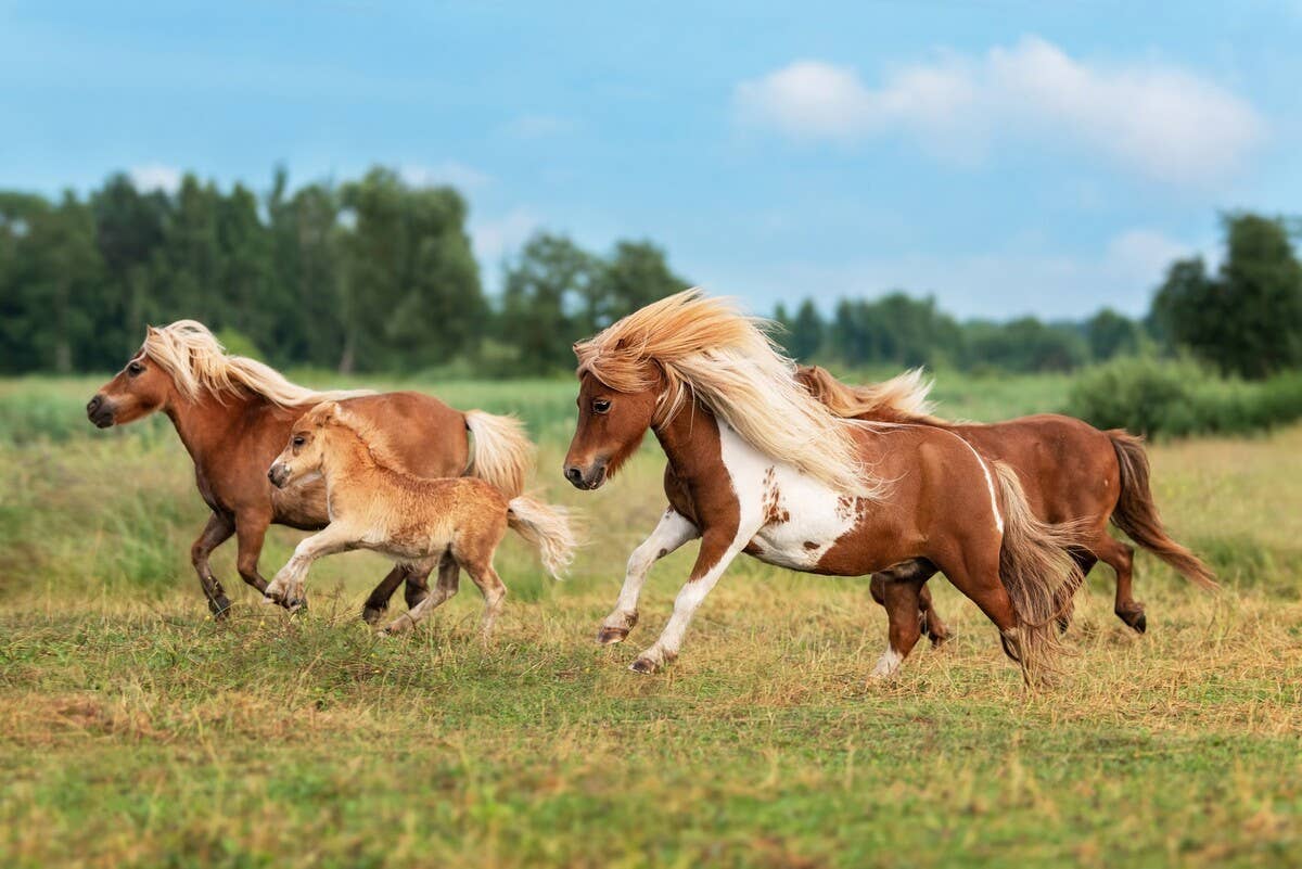 Miniature Rescue Horse Herd Running Free in a Pasture for the First ...