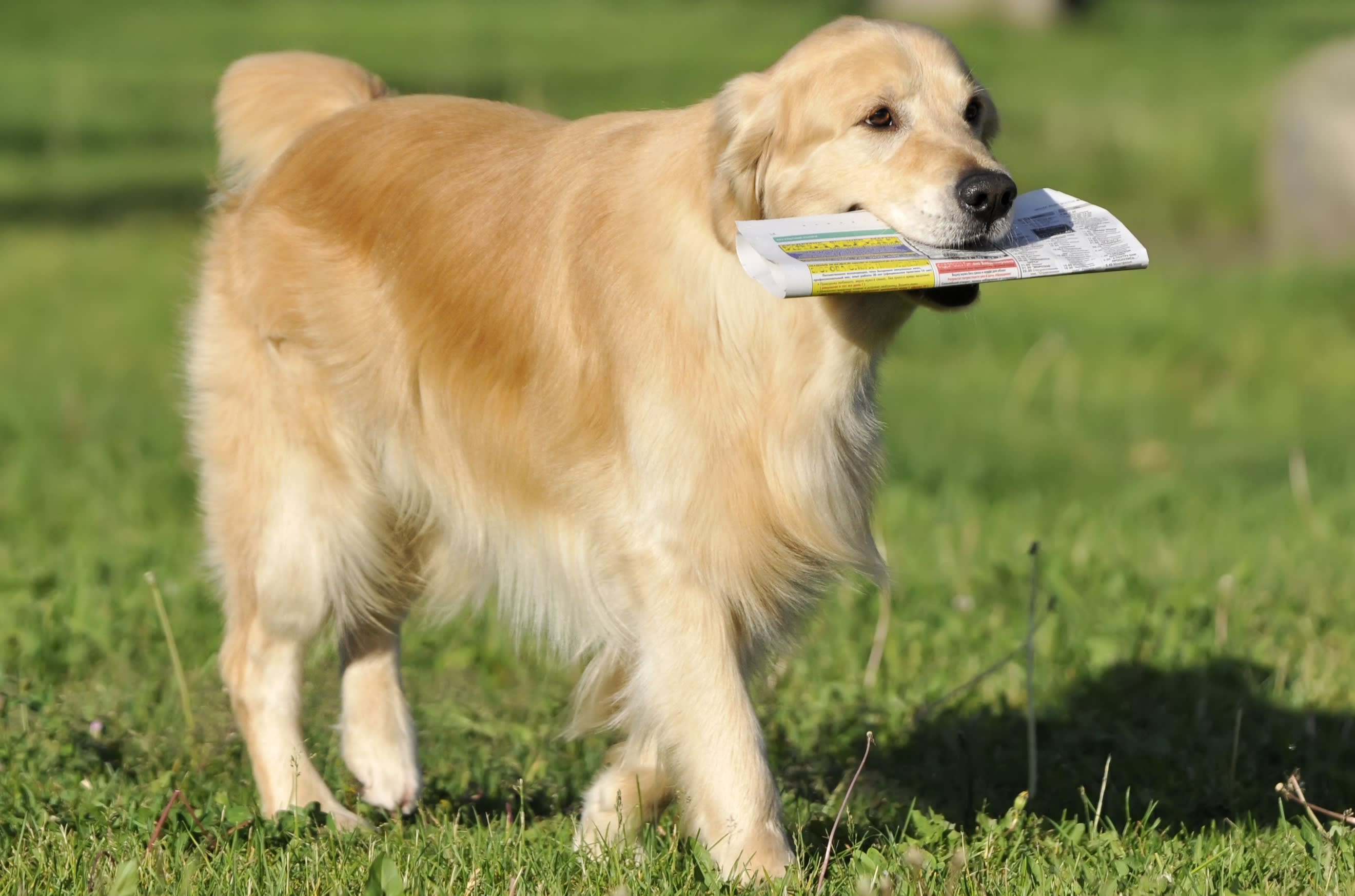 Golden Retrievers Discover They Can Carry Groceries and Immediately Put ...