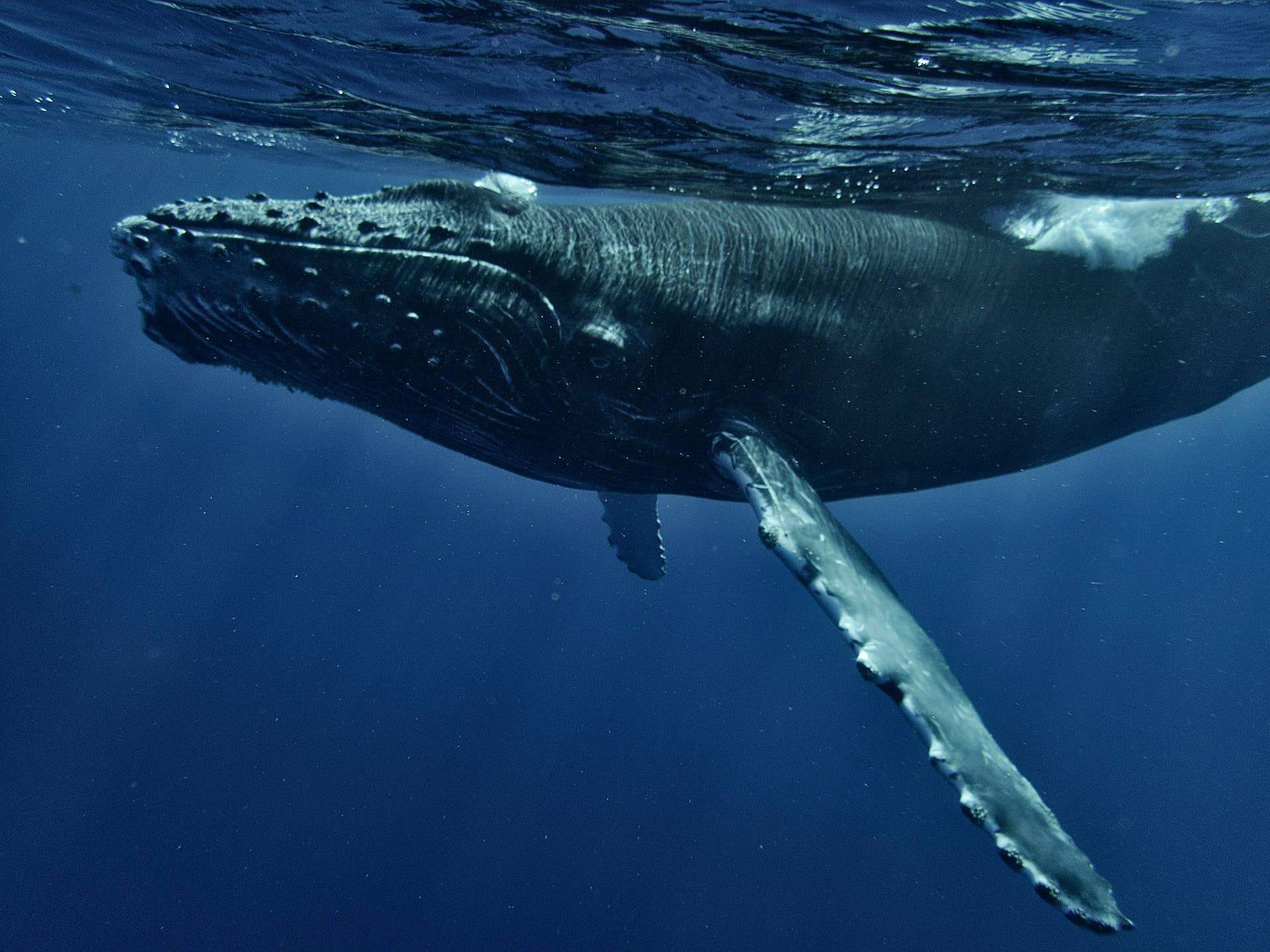 Humpback Whale Steals the Show During Magical Northern Lights Display ...