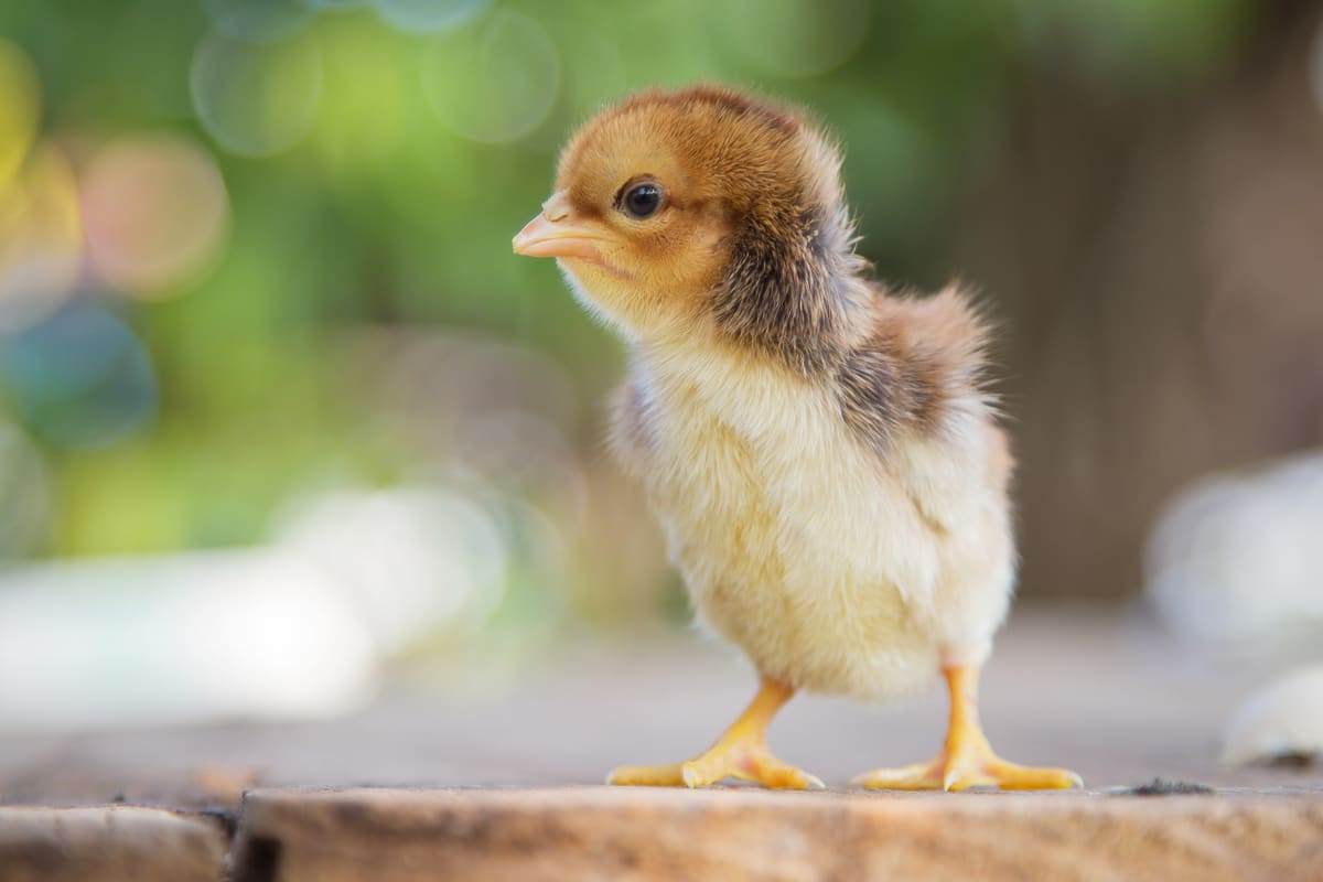 Chicken Protests With the Most Epic Side-Eye When Mom Stops Petting Her ...
