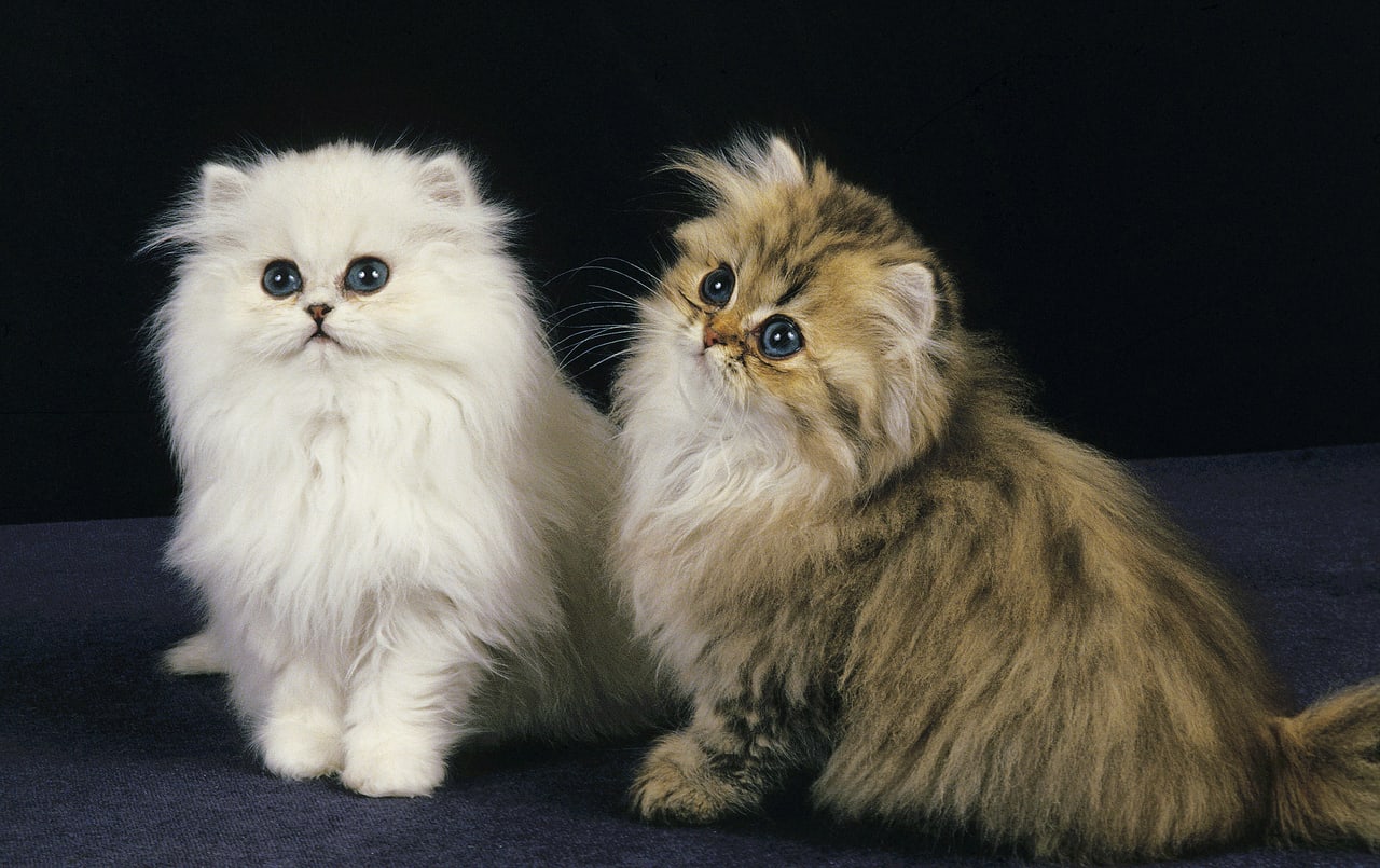 Persian Cats: 13 Important Things to Know Before Getting One - PetHelpful