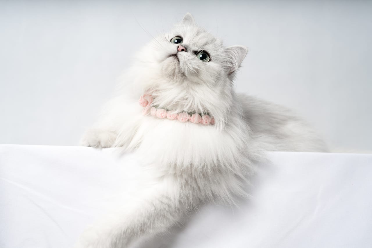 Persian Cats: 13 Important Things to Know Before Getting One - PetHelpful