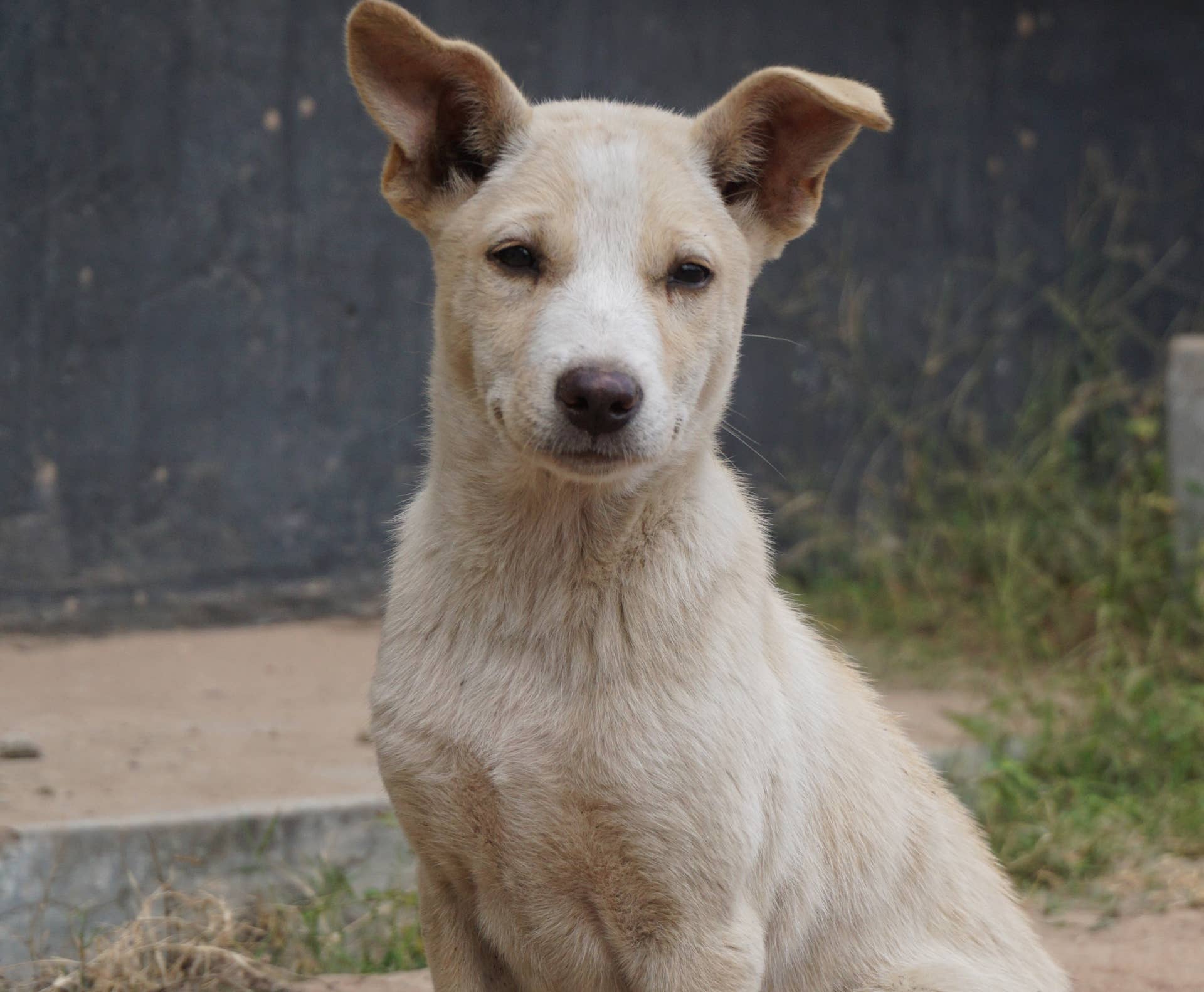 Trucker Keeps Saying 'Good Morning' to a Stray Dog Until One Day ...