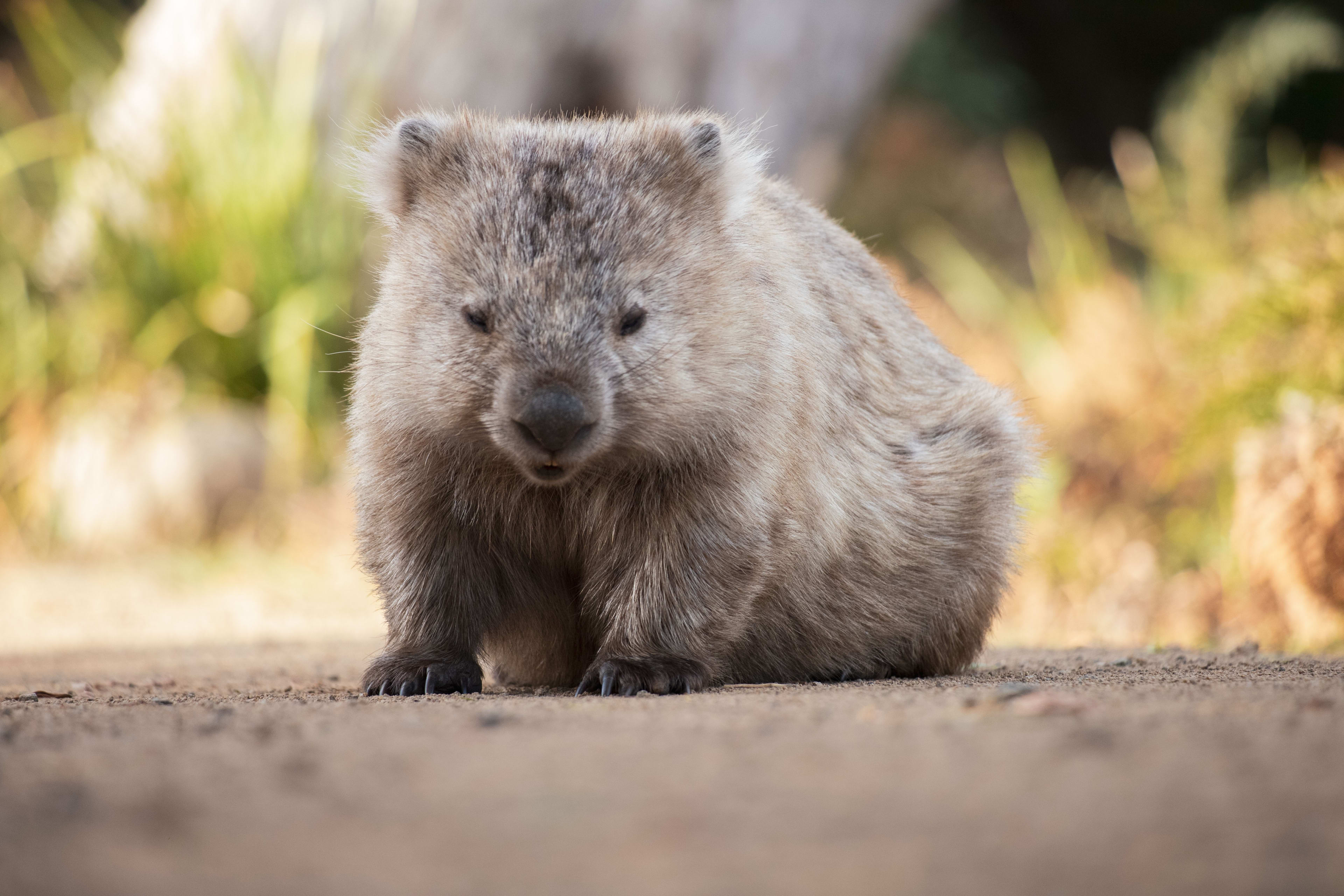 Cute Wombat's Zoomies Are the Definition of Pure Joy - PetHelpful