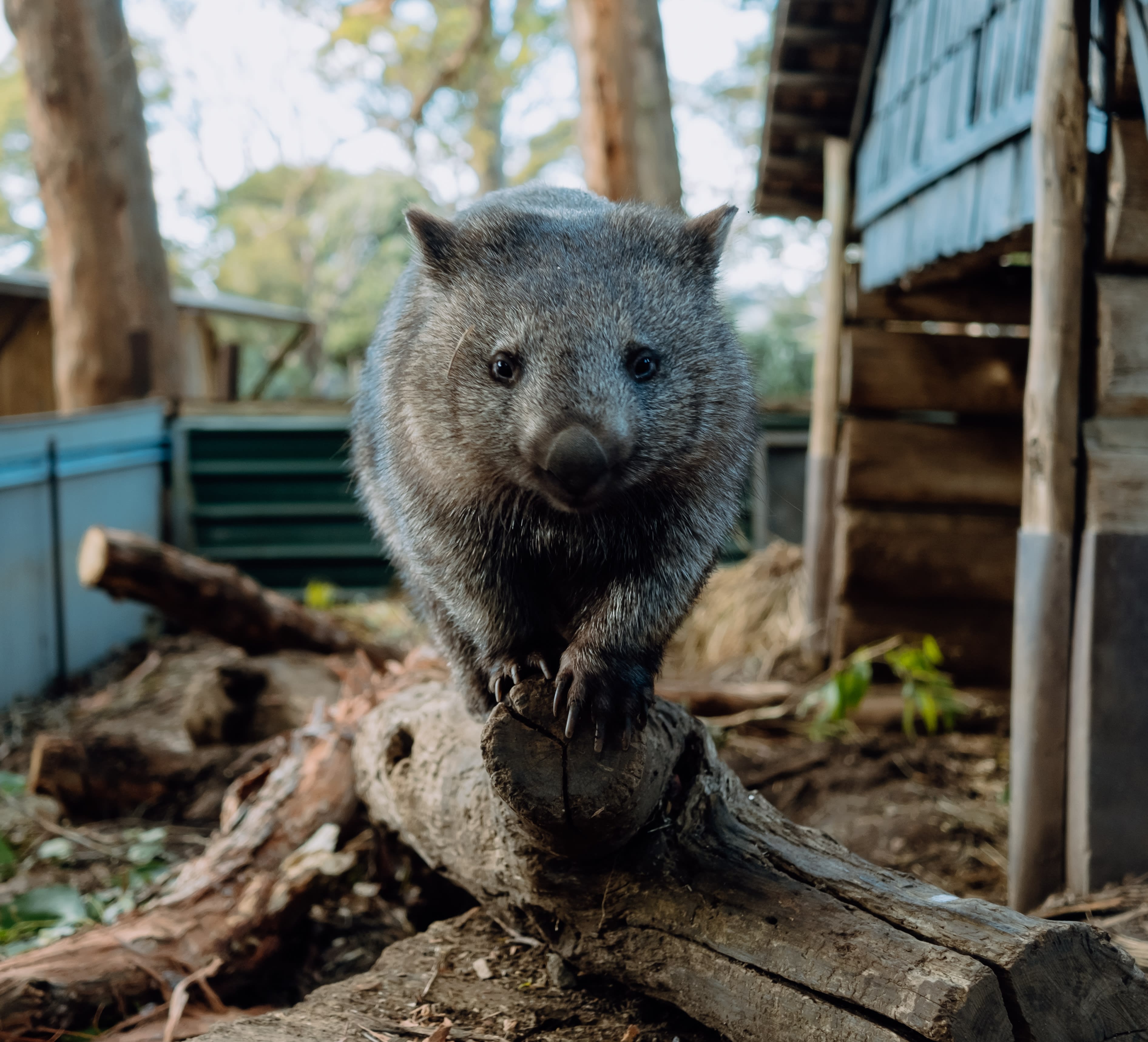 Cute Wombat's Zoomies Are the Definition of Pure Joy - PetHelpful