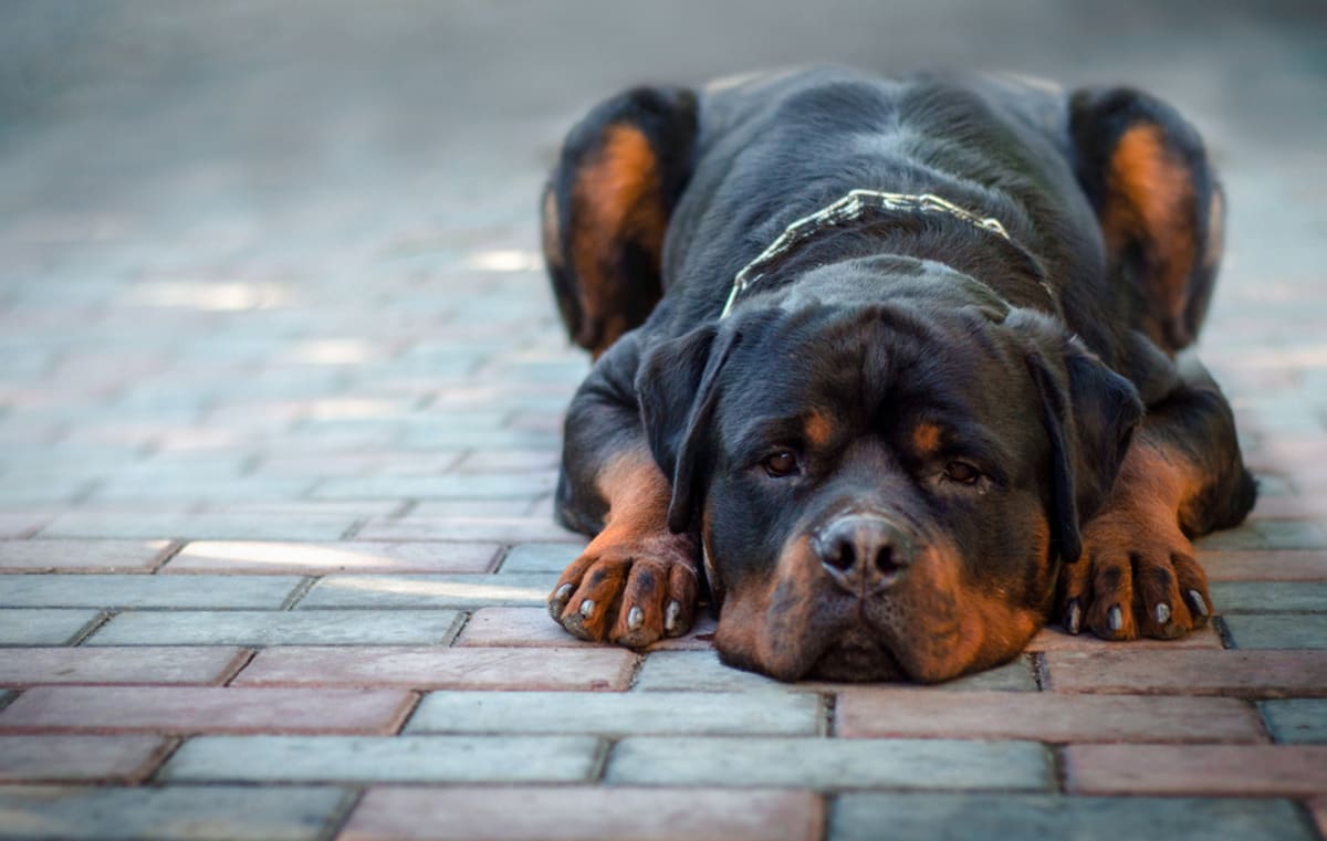 Rottweiler’s Refusal to Walk With the Spare Human Is Cracking Everybody ...