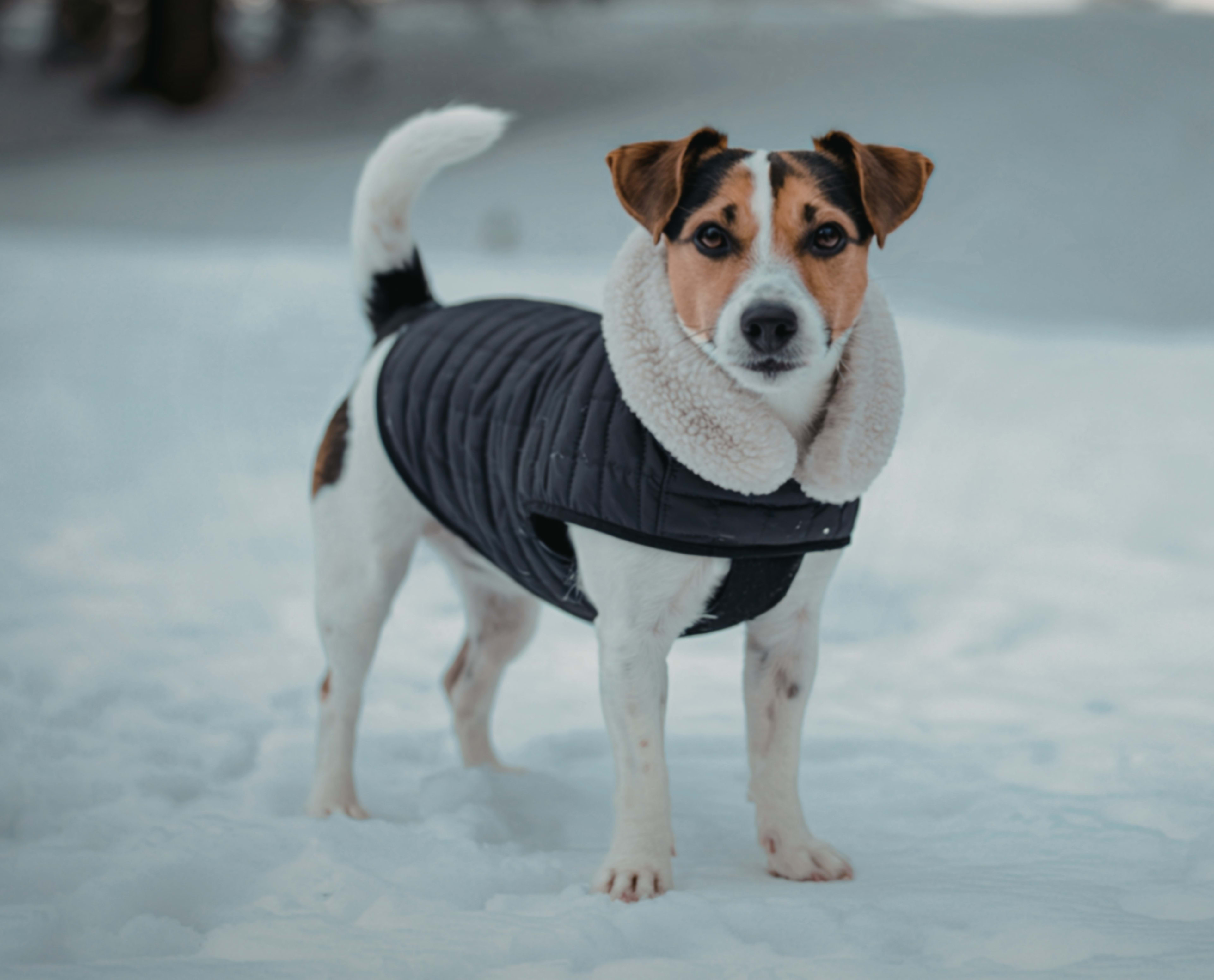 Chihuahua Angrily Discovers That Winter Is Clearly Not for Him - PetHelpful