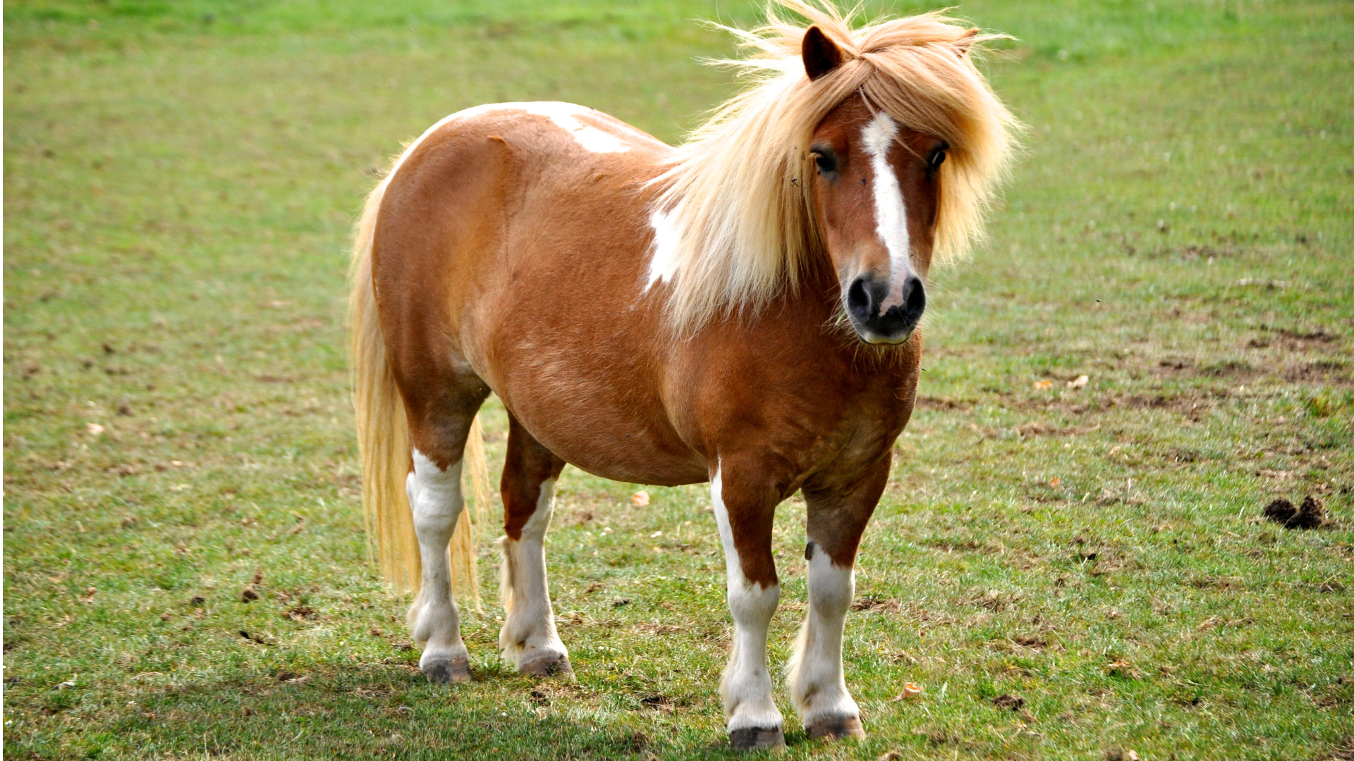 Mini Horse’s Adorable Way of Letting Mom Know He Wants a Cookie Is So ...