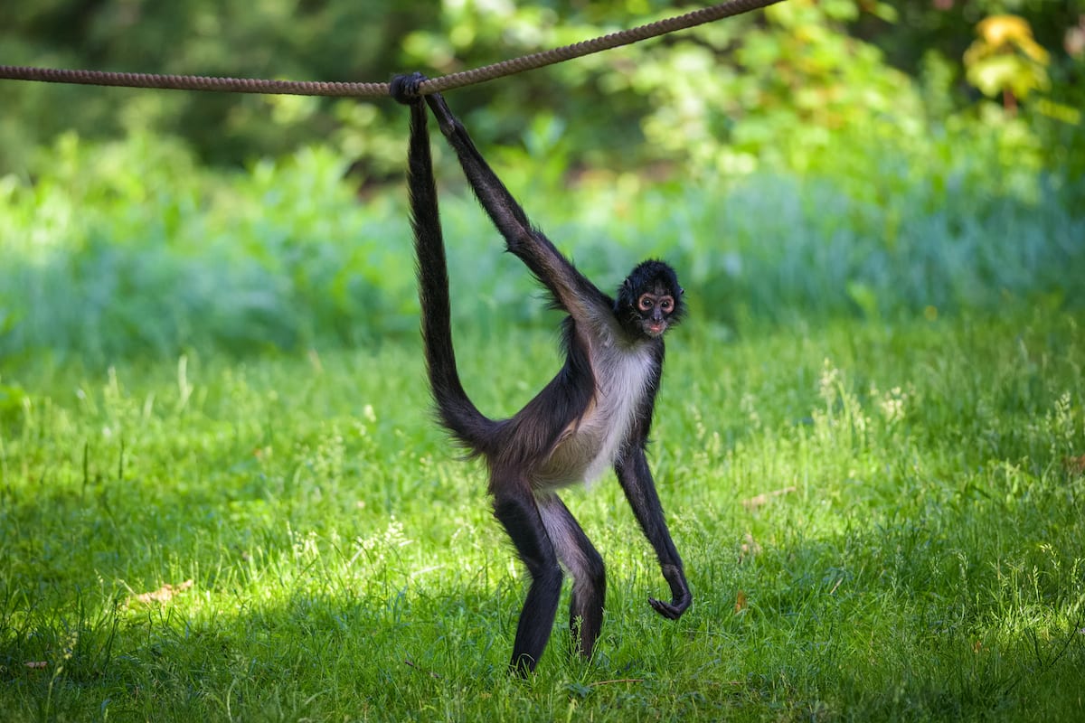 Cheeky Spider Monkey Let Himself in to a Hotel Room in Mexico and Gets ...