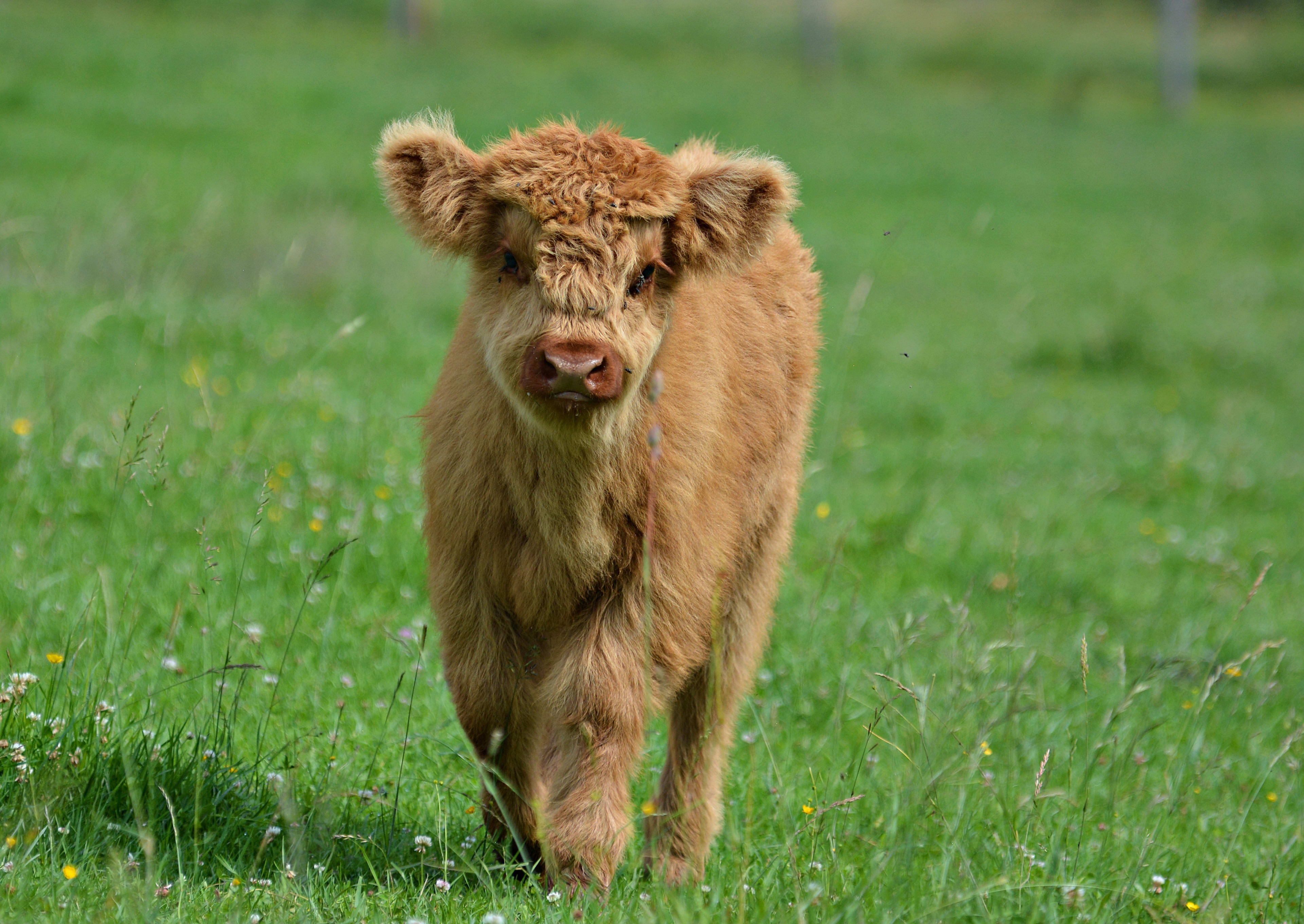 Baby Highland Cow Is a Tiny Speed Racer on Her Indoor Track - PetHelpful