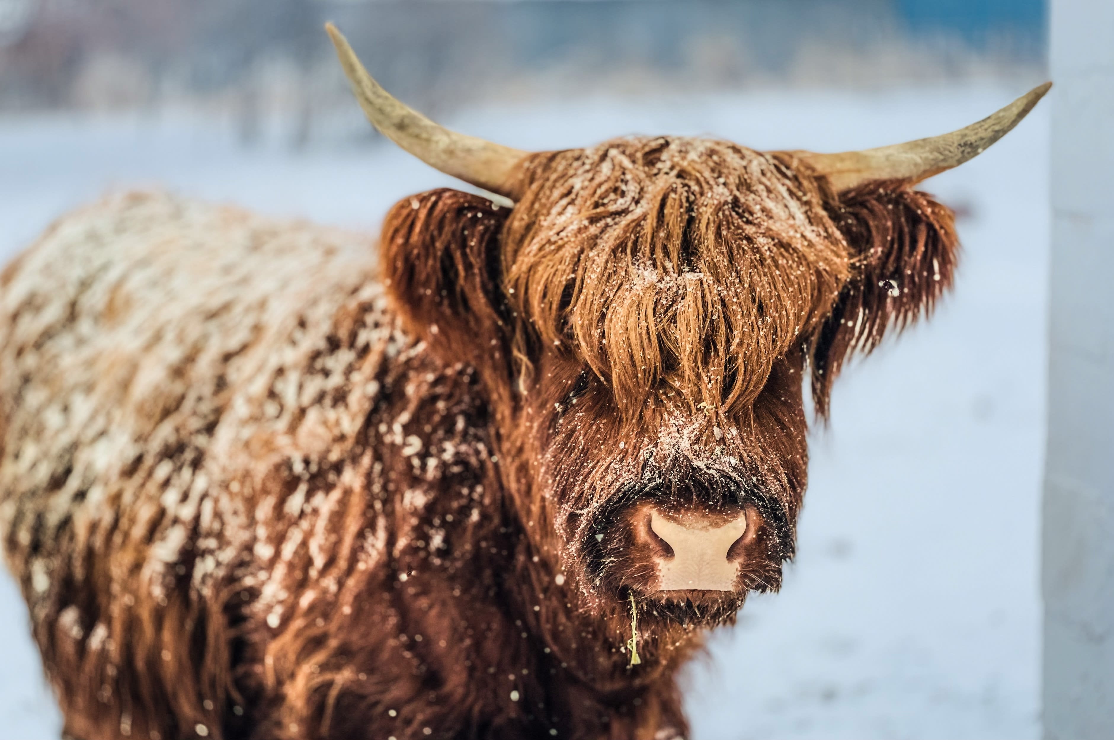 Baby Highland Cow Is a Tiny Speed Racer on Her Indoor Track - PetHelpful