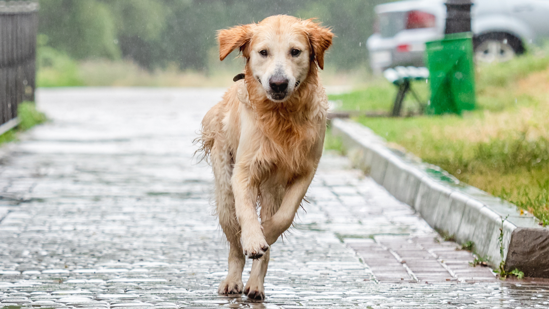Golden Retriever Mom Drying Her Dogs After a Storm is LOL Funny ...