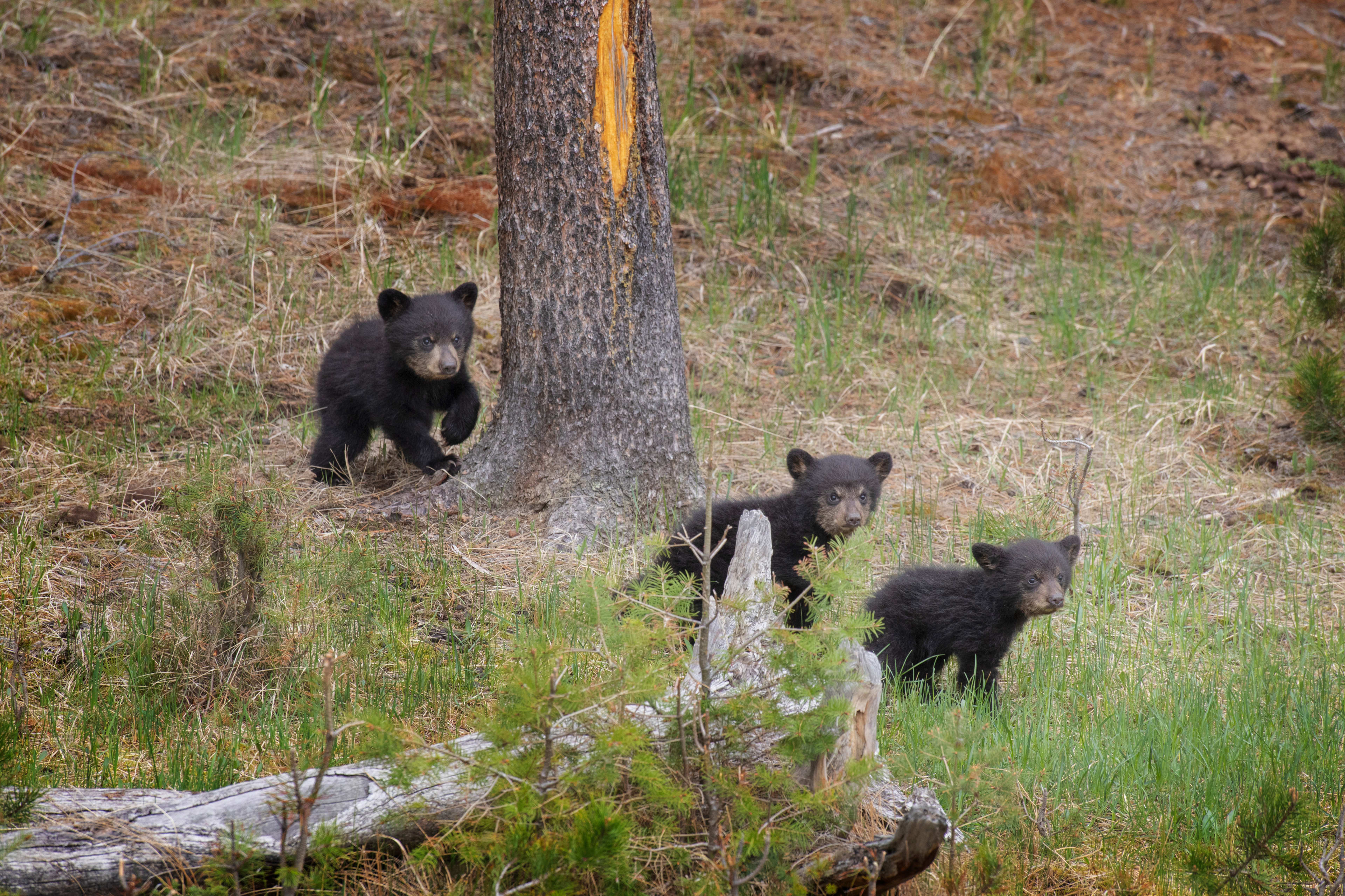 3 Baby Bears Play Like Toddlers in a Wrestling Ring and We Can’t Look ...
