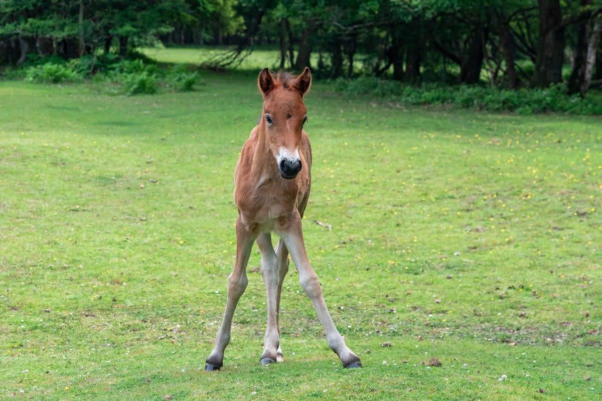 Newborn Foal Can't Figure Out How to Lie Down With His Long Wobbly Legs ...