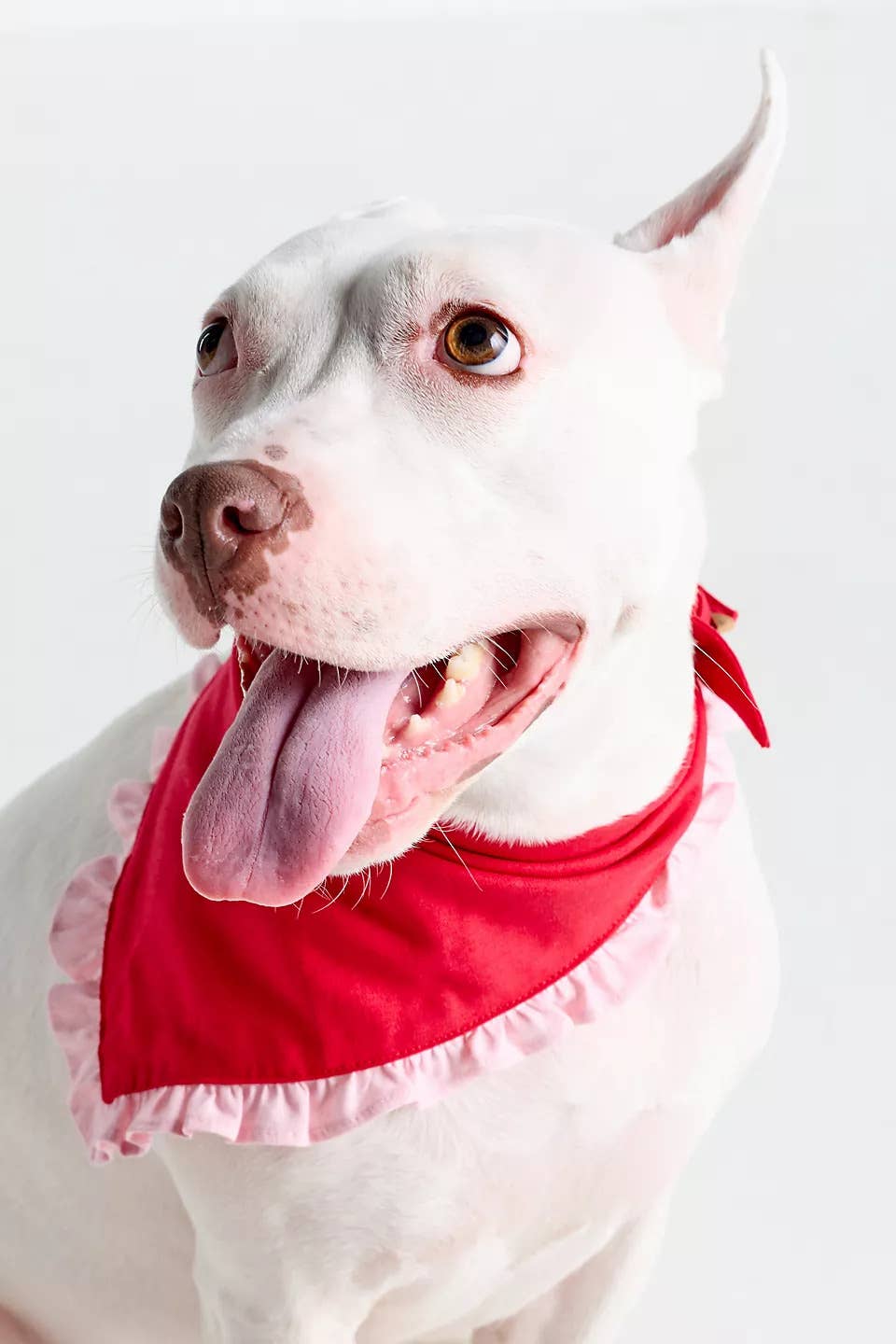 Anthropologie's Ruffle Dog Bandana Is Pure Charm for Only $18 - PetHelpful
