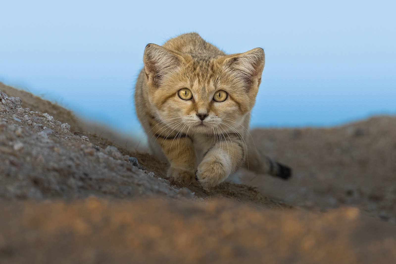 Rare Sand Cat Does One Completely Ordinary Thing and the Entire Crowd ...