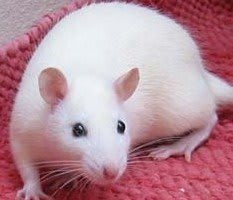 fancy rat white