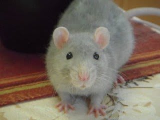 dumbo rat