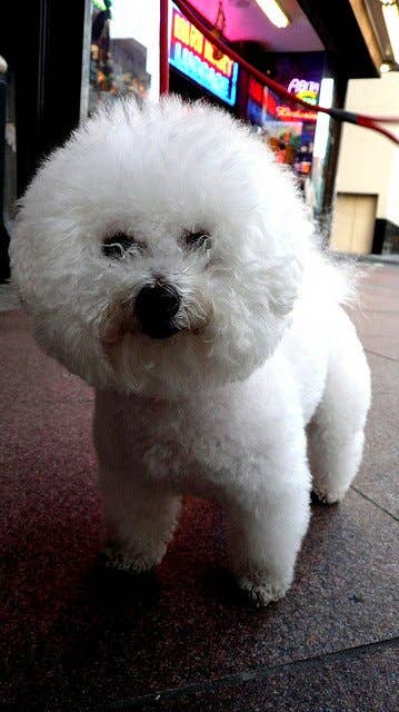 Small Fluffy Dog Breeds Names