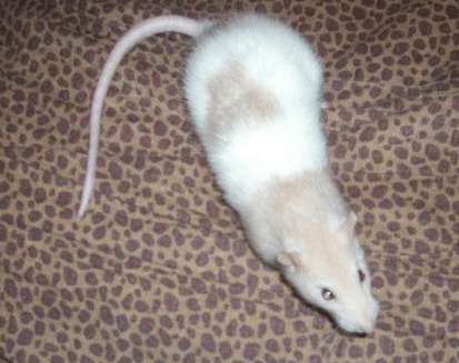 white wild rat